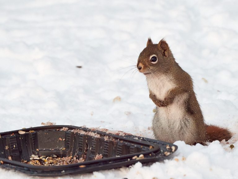 The Sad Squirrel – Rob Faucher's Blog